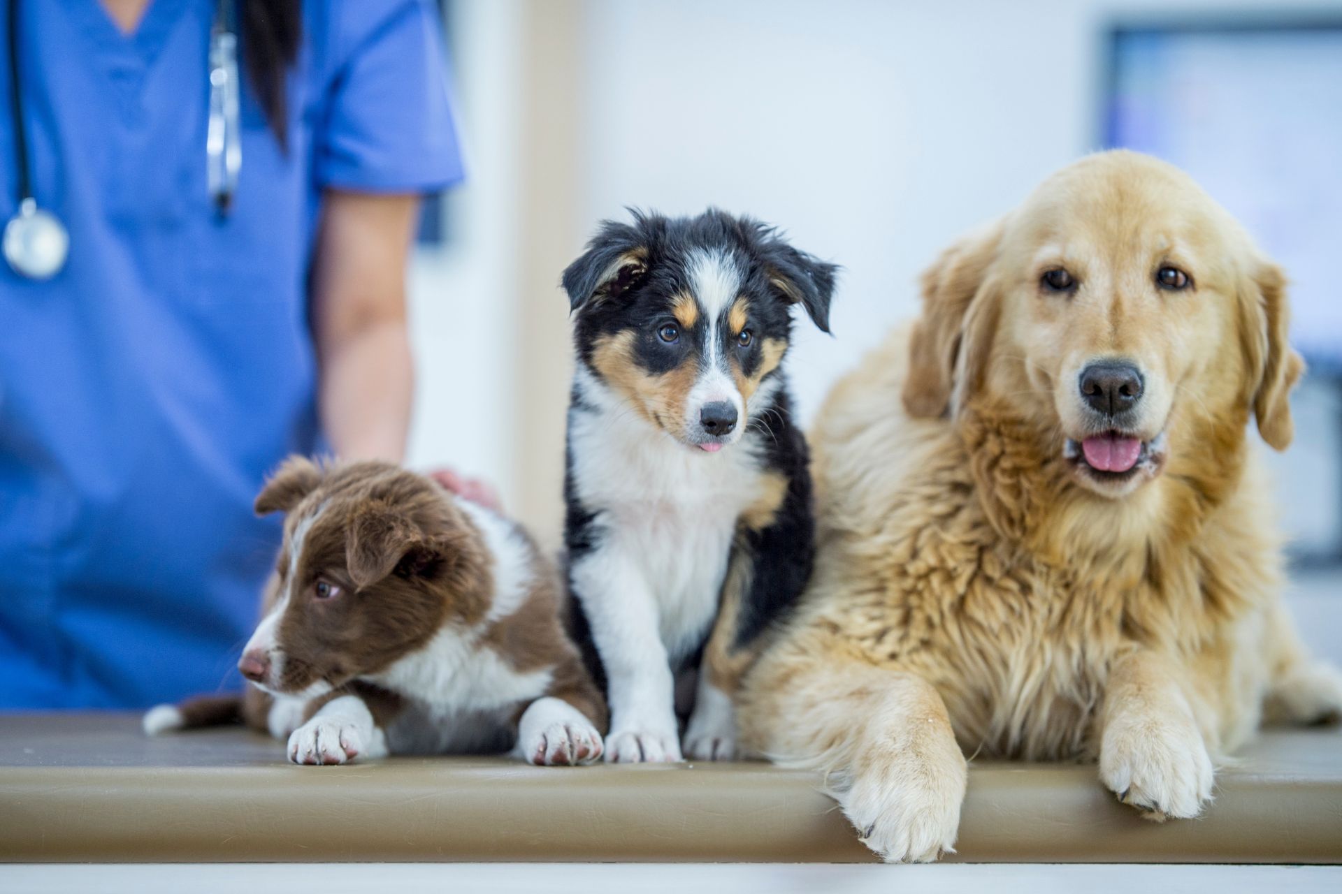 Pet Medical Services In Sarnia, ON | Northern Oak Animal Hospital
