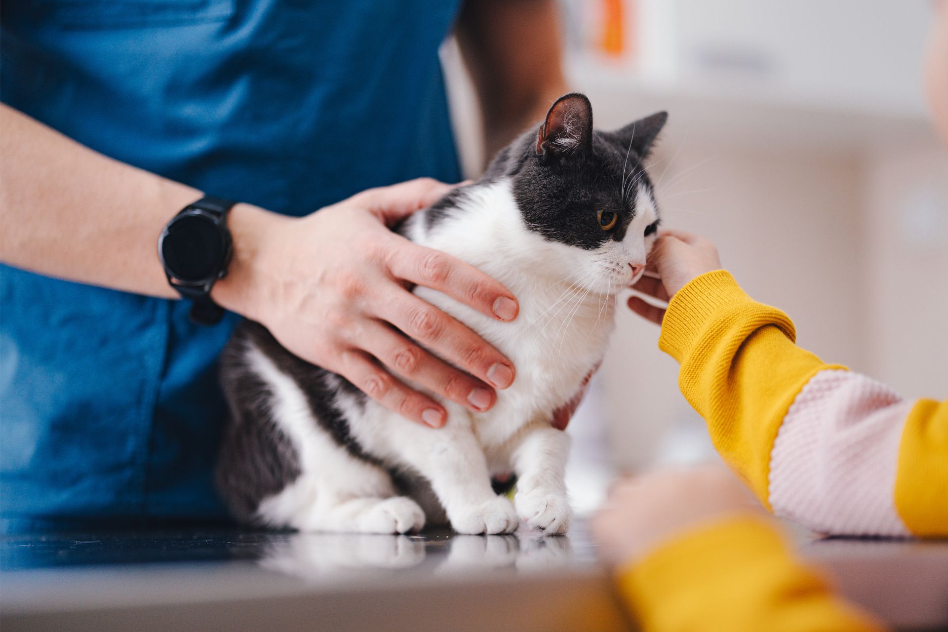 Pet Preventative Services In Sarnia, ON | Northern Oak Animal Hospital